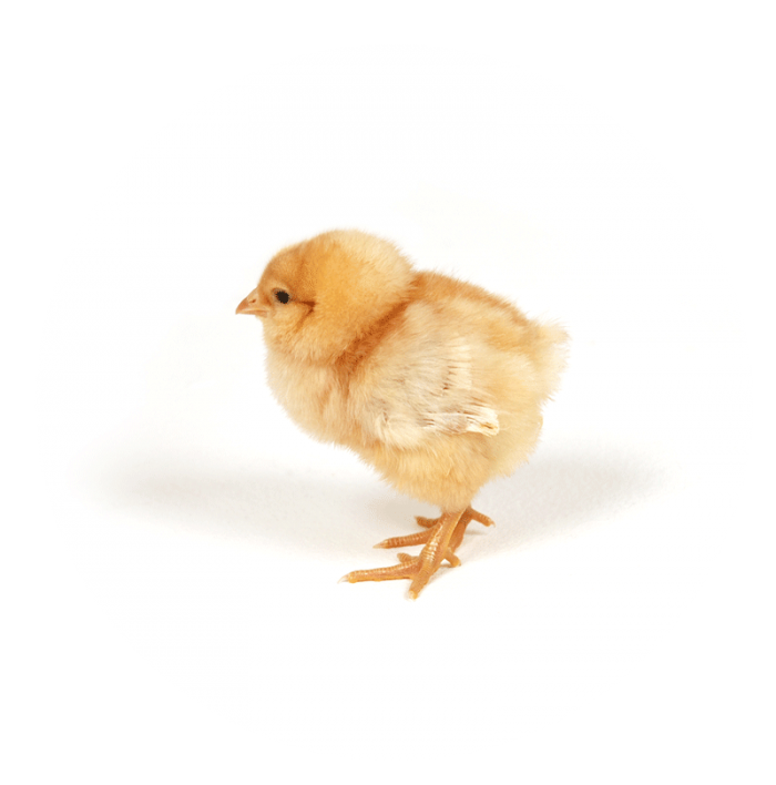 Chick Days – Emo Feed Service