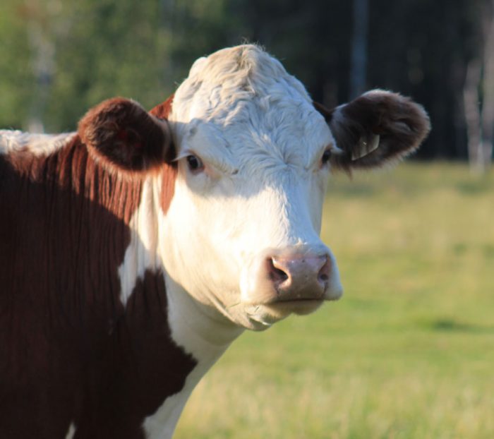 Livestock – Emo Feed Service